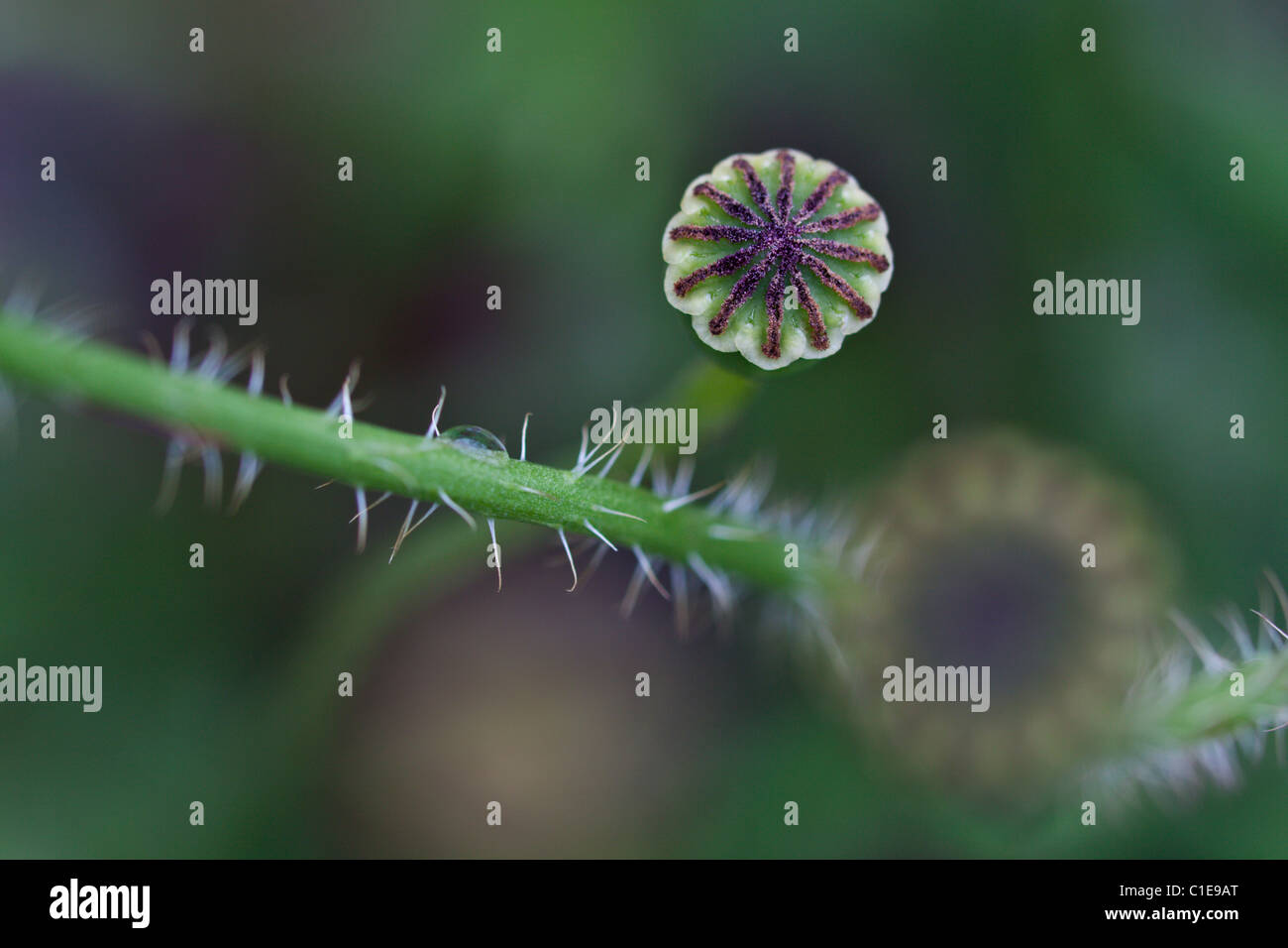 Mature poppy pod hi-res stock photography and images - Alamy