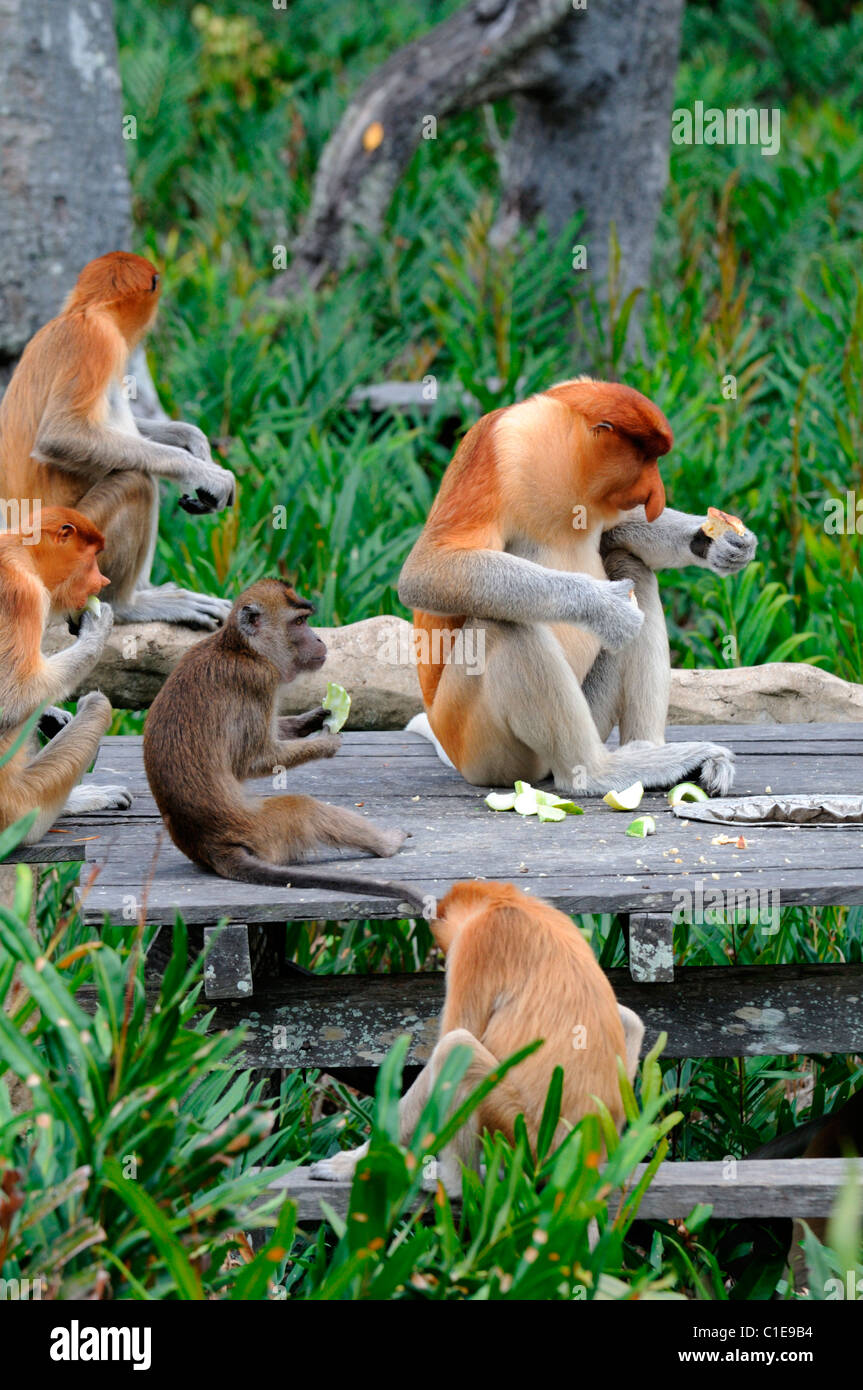 Labuk Bay Proboscis Monkey Sanctuary Conservation center sandakan sabah ...