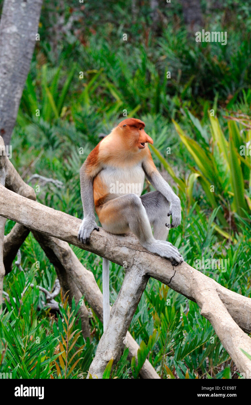 Labuk Bay Proboscis Monkey Sanctuary Conservation center sandakan sabah ...