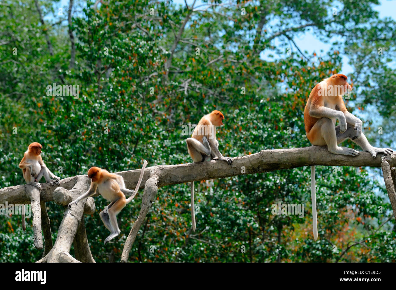 Labuk Bay Proboscis Monkey Sanctuary Conservation center sandakan sabah ...