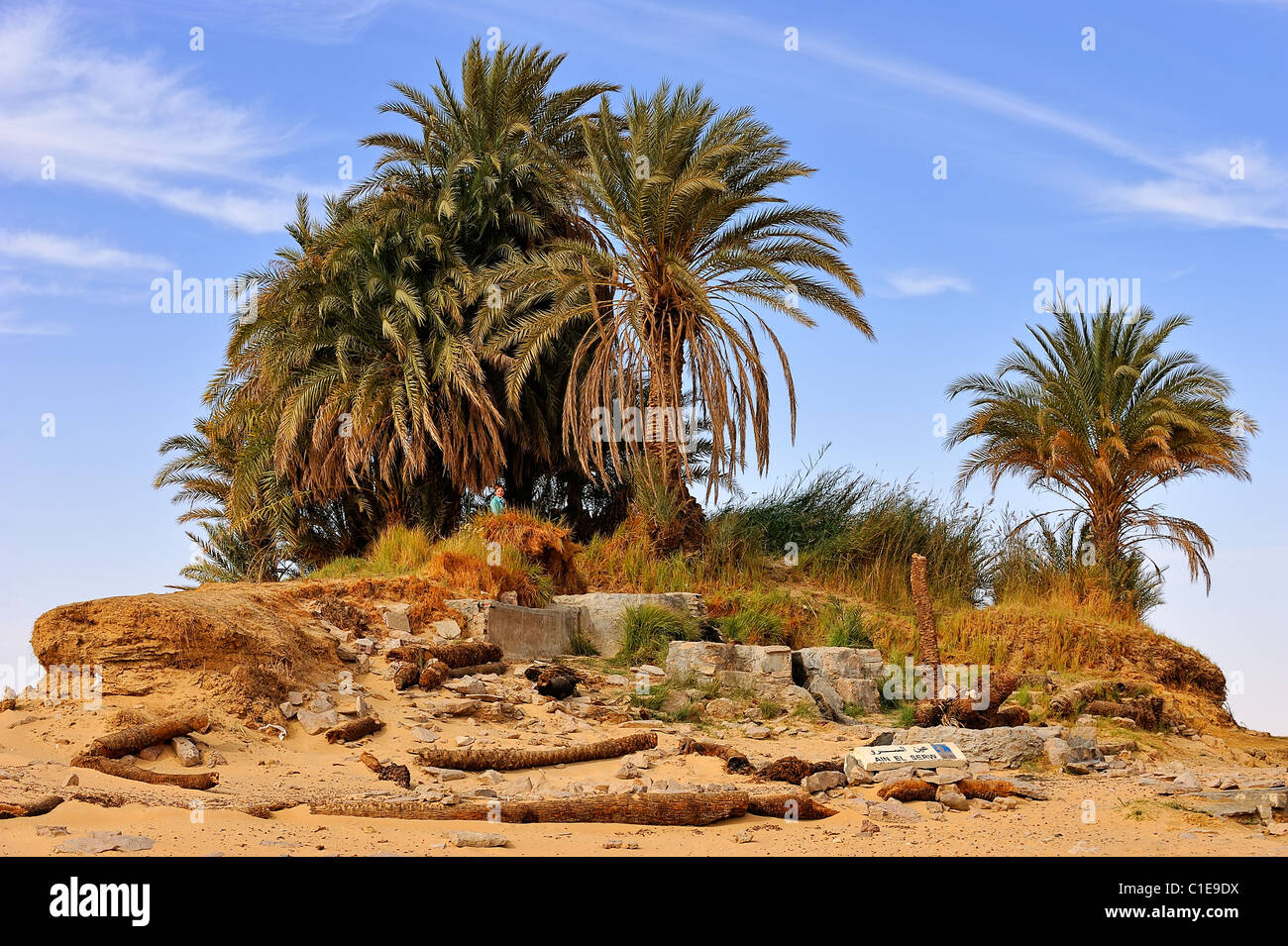 Oasis with palm trees and a spring of fresh water in the White Desert ...