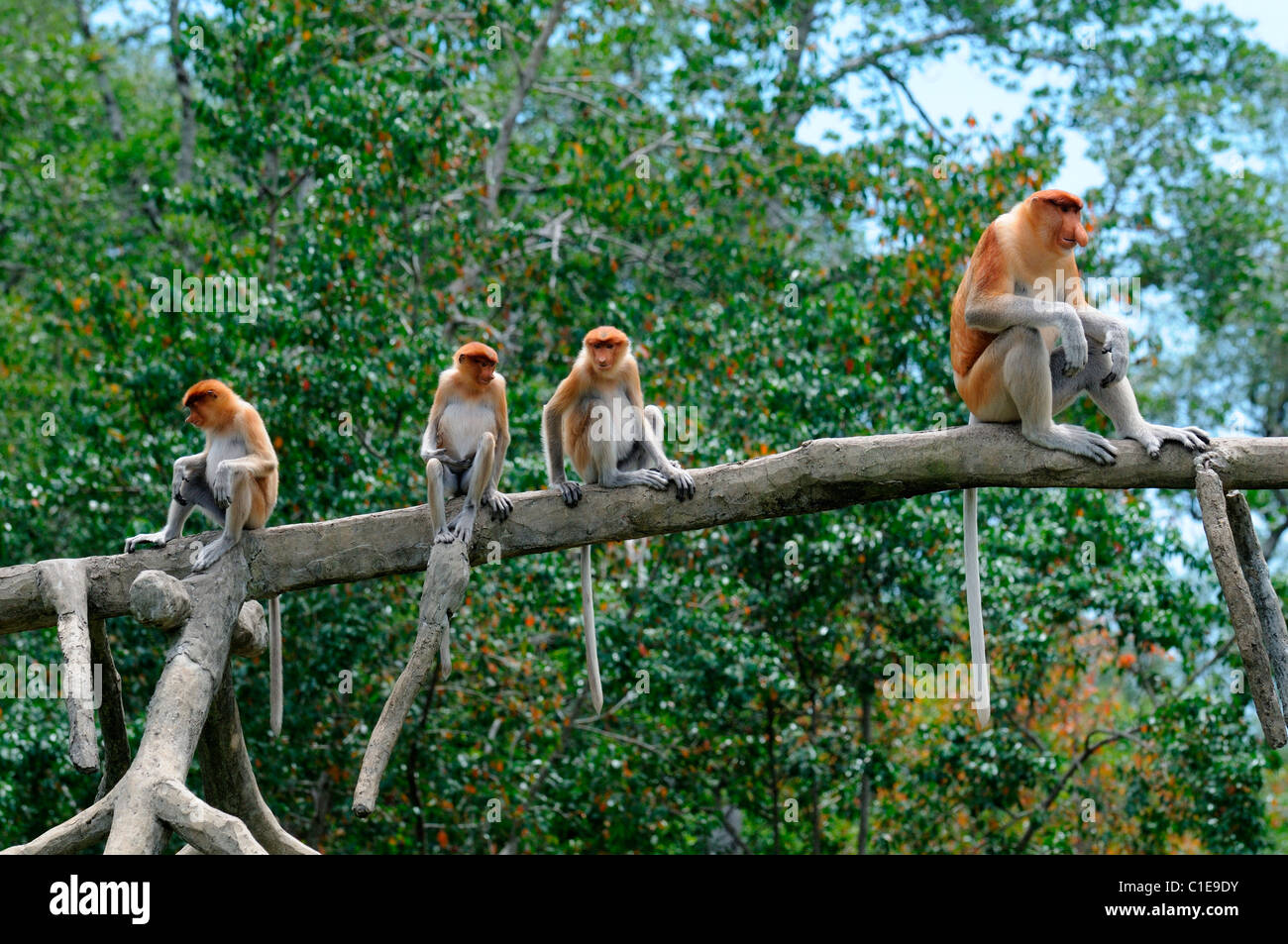 Labuk Bay Proboscis Monkey Sanctuary Conservation center sandakan sabah ...