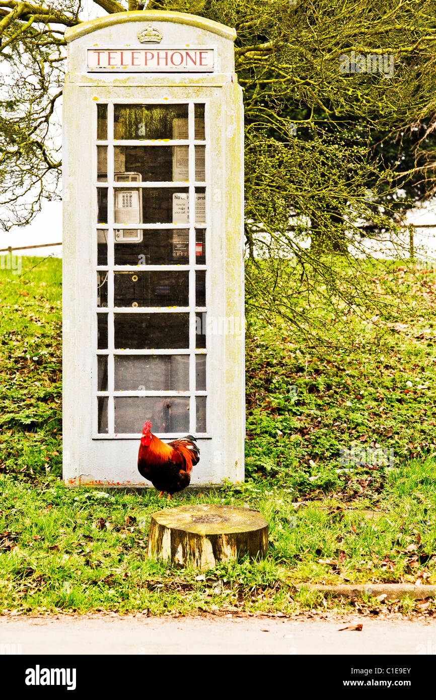 An old fashioned telephone box in a rural location with a cockerel in ...