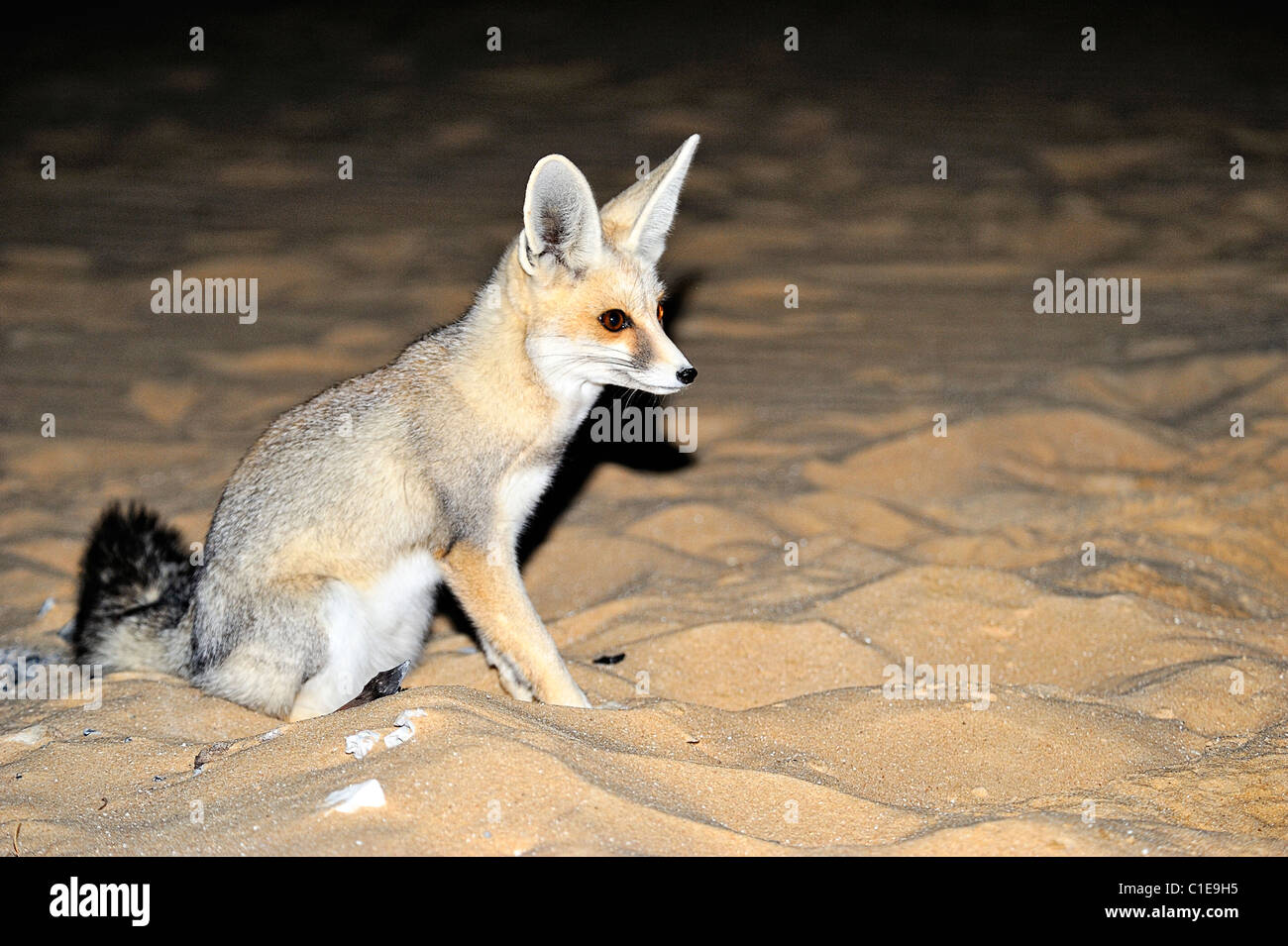 Fennec fox at night hi-res stock photography and images - Alamy