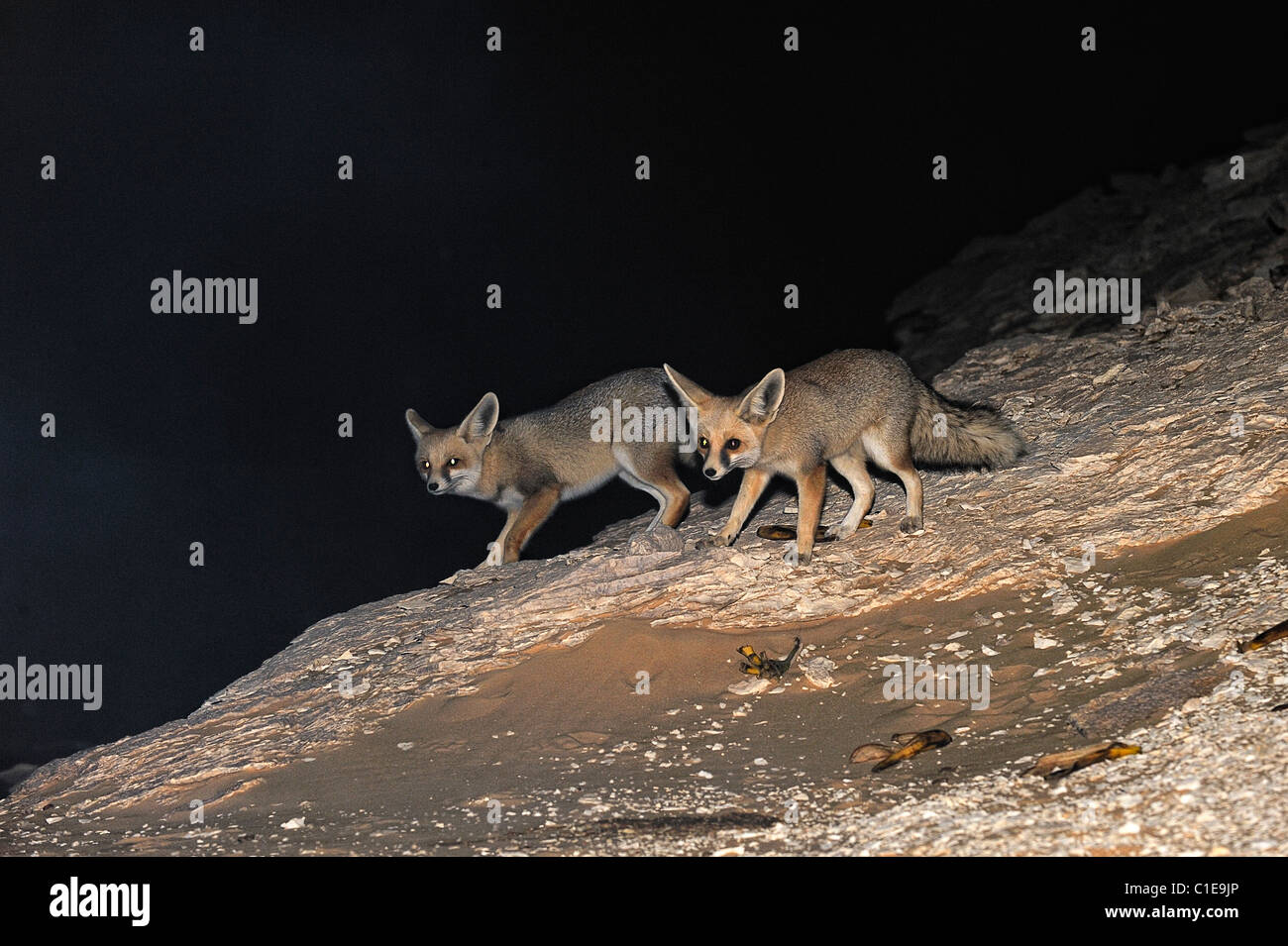 Couple of fennec fox, scientific name: Fennecus Zerda, on a rock ...