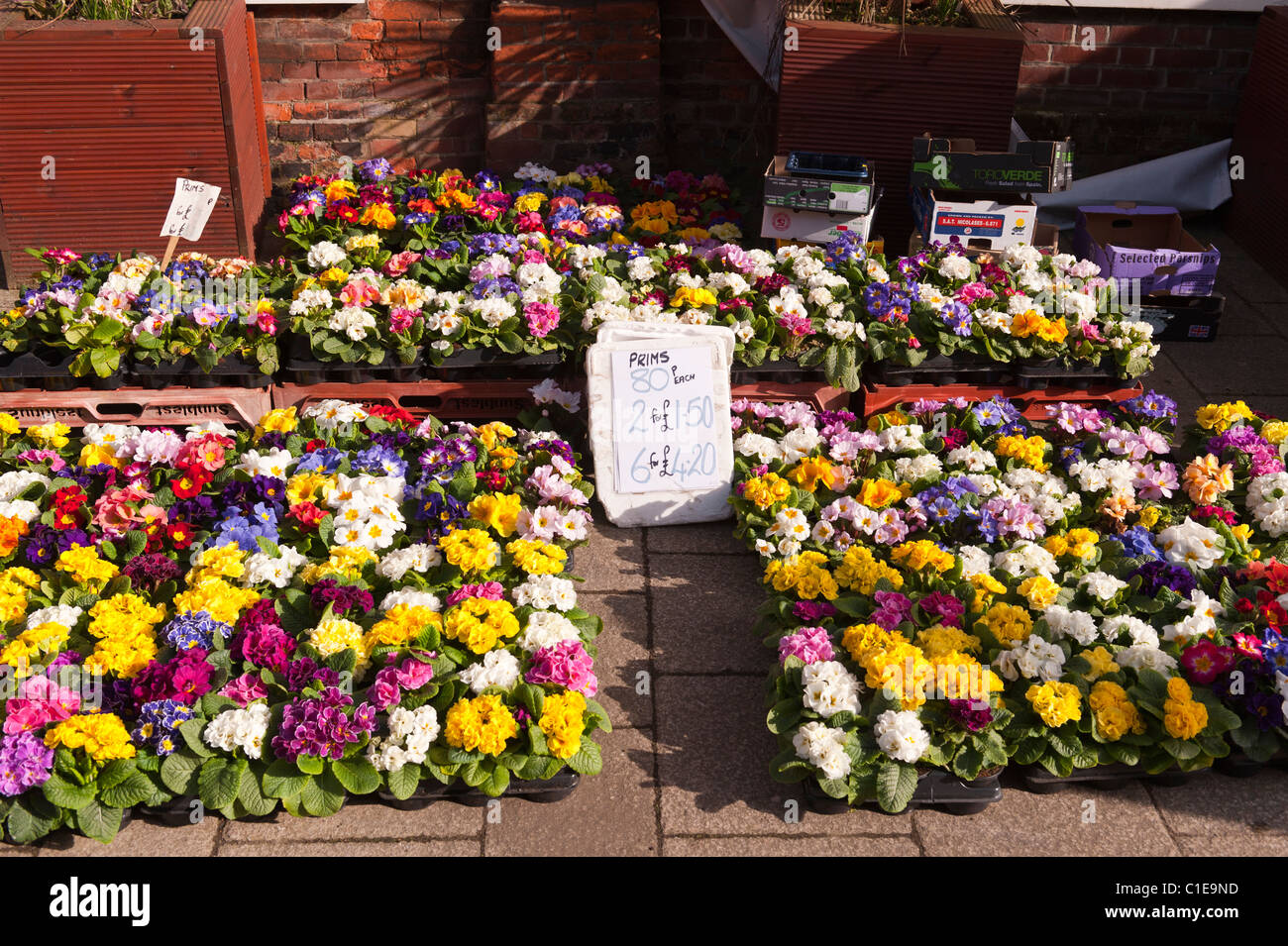 Primroses for sale hi-res stock photography and images - Alamy