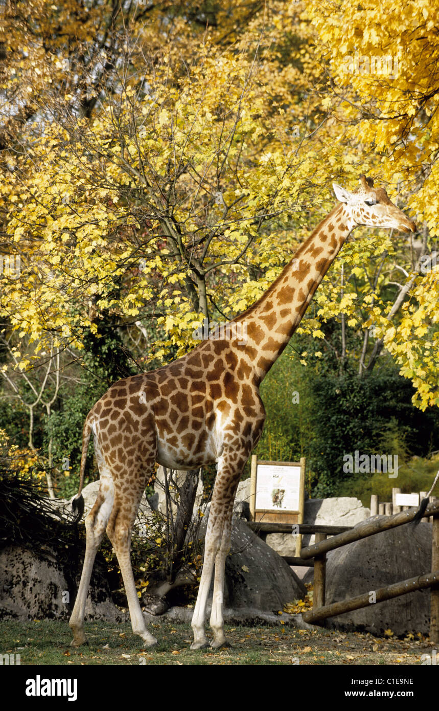 France, Paris, Zoological park of Paris (Vincennes), giraffes Stock ...