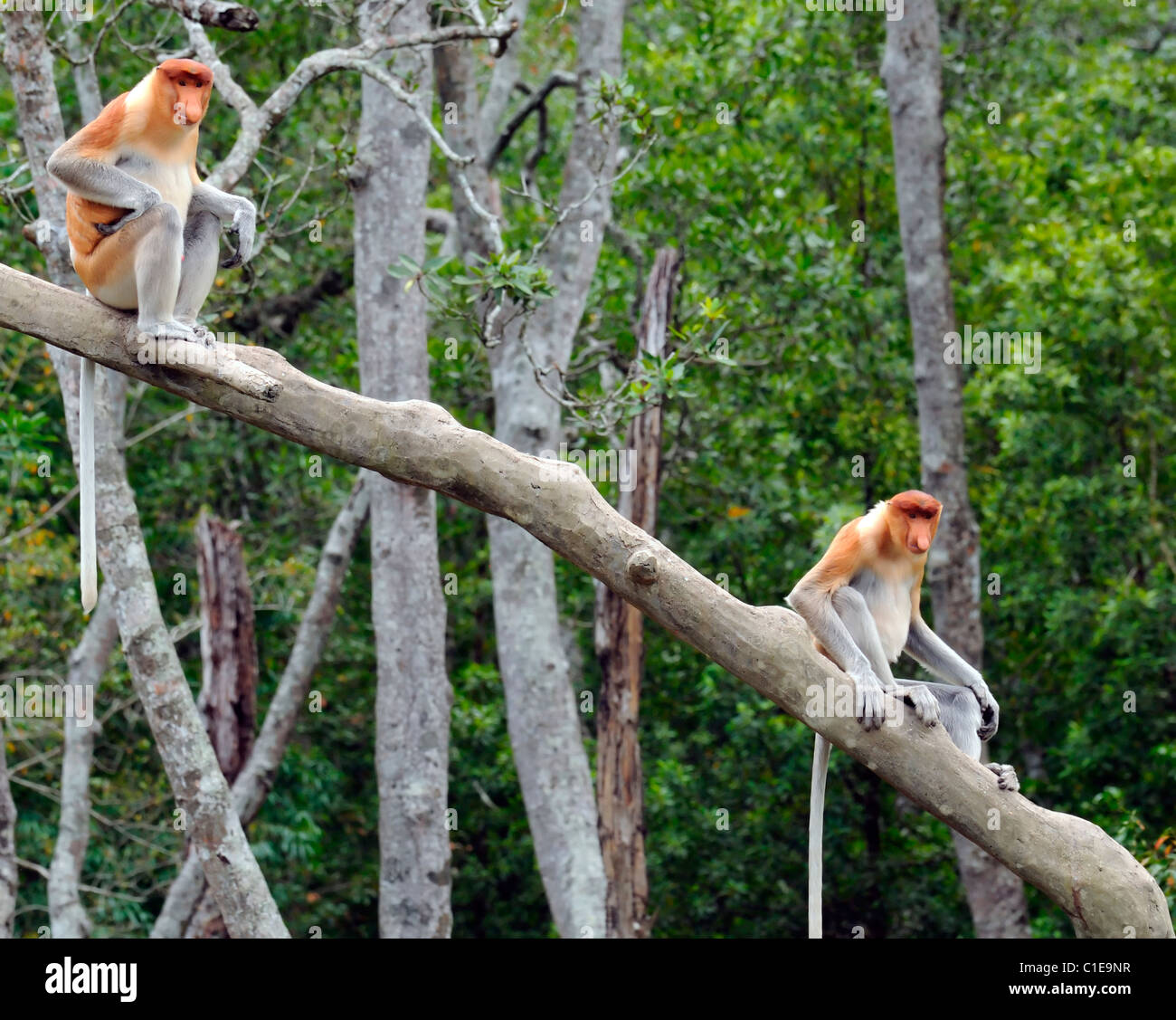 Labuk Bay Proboscis Monkey Sanctuary Conservation center sandakan sabah ...