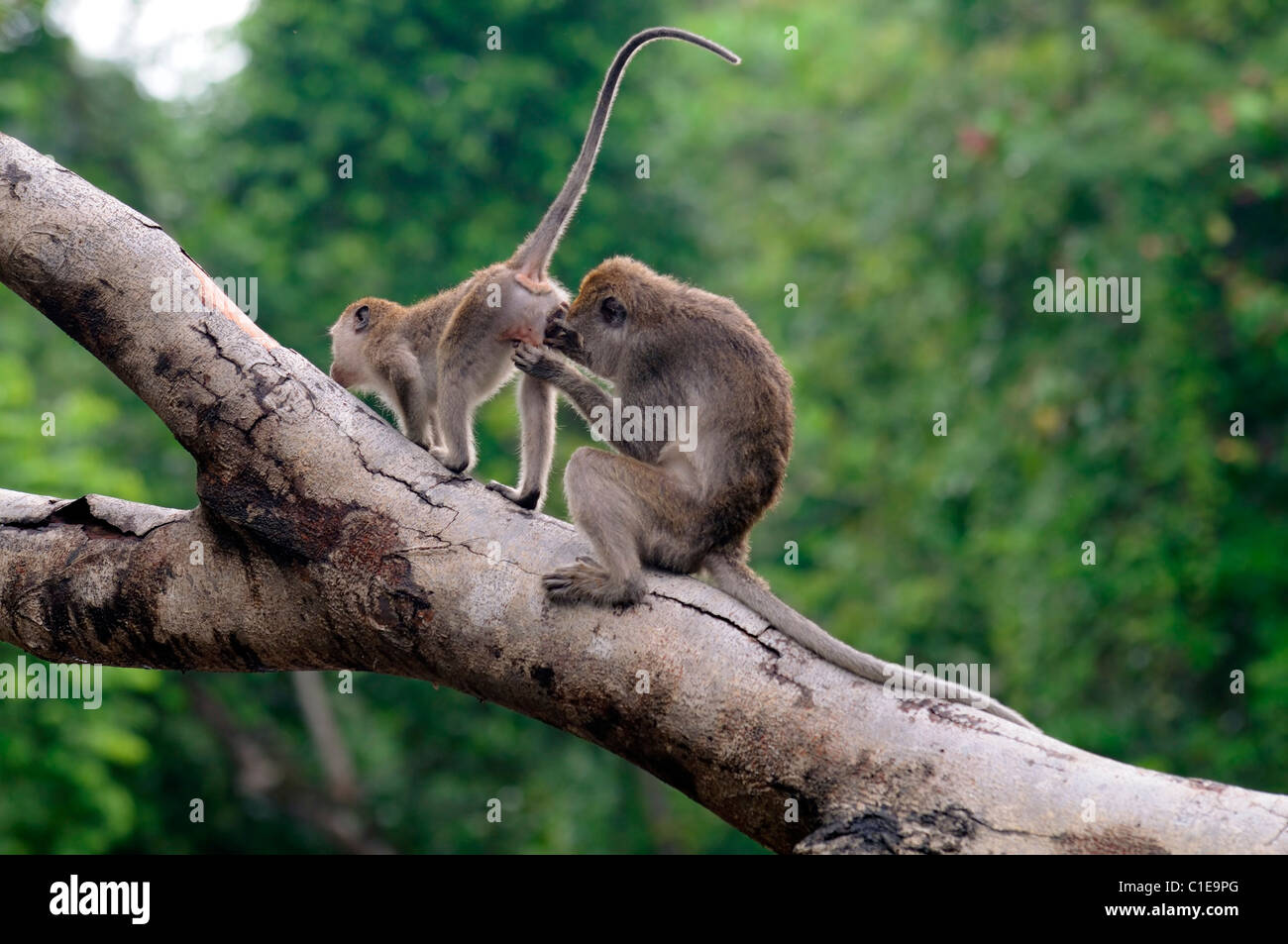 Macaca fascicularis Long-tailed Macaque monkey Kinabatangan River Sabah ...