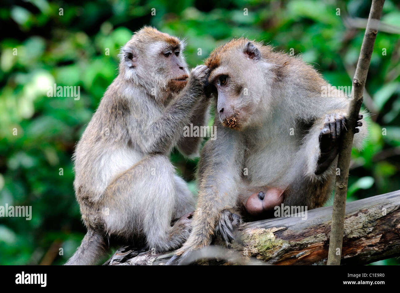 Macaca fascicularis Long-tailed Macaque monkey Kinabatangan River Sabah ...