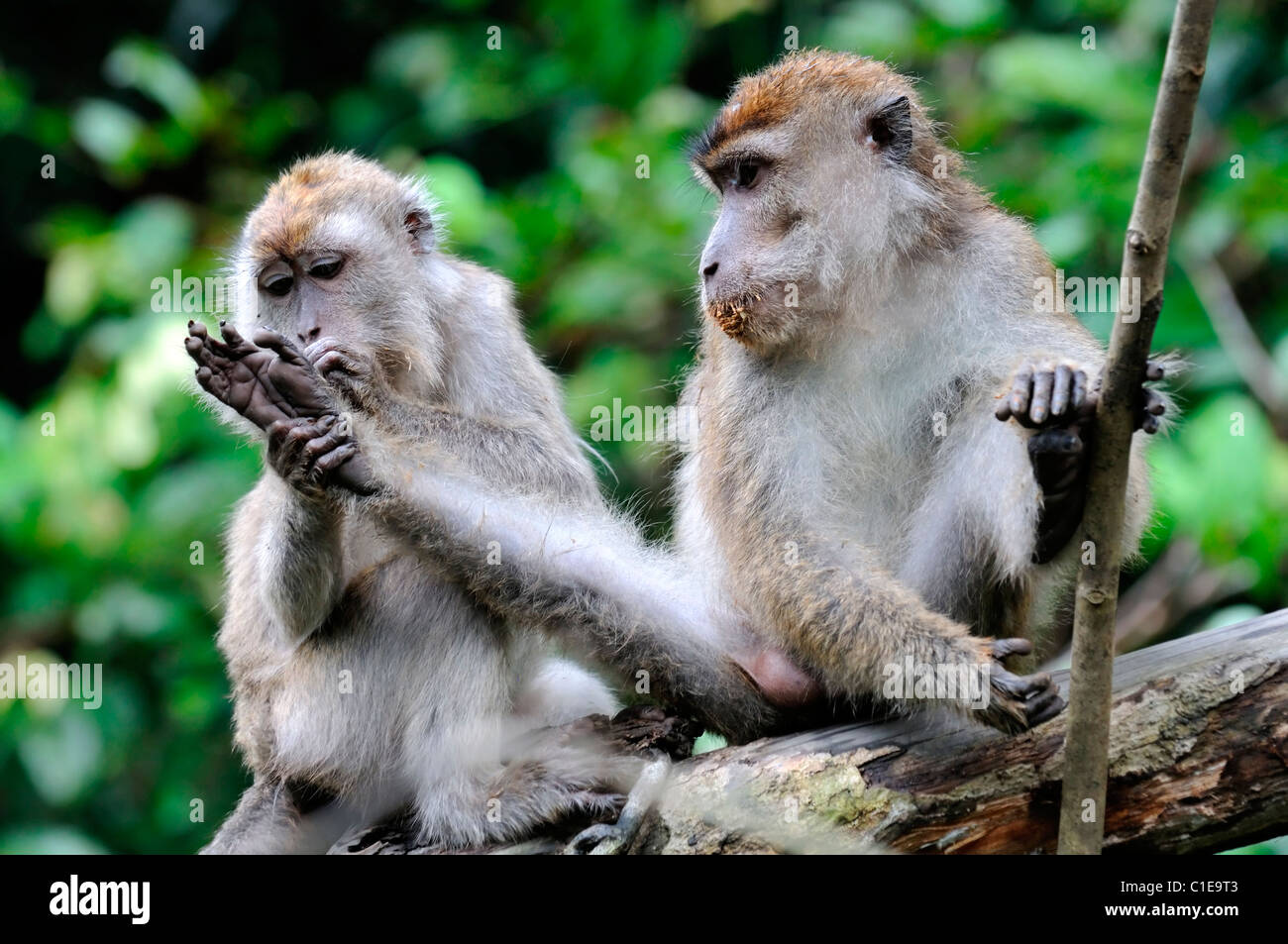 Macaca fascicularis Long-tailed Macaque monkey Kinabatangan River Sabah ...