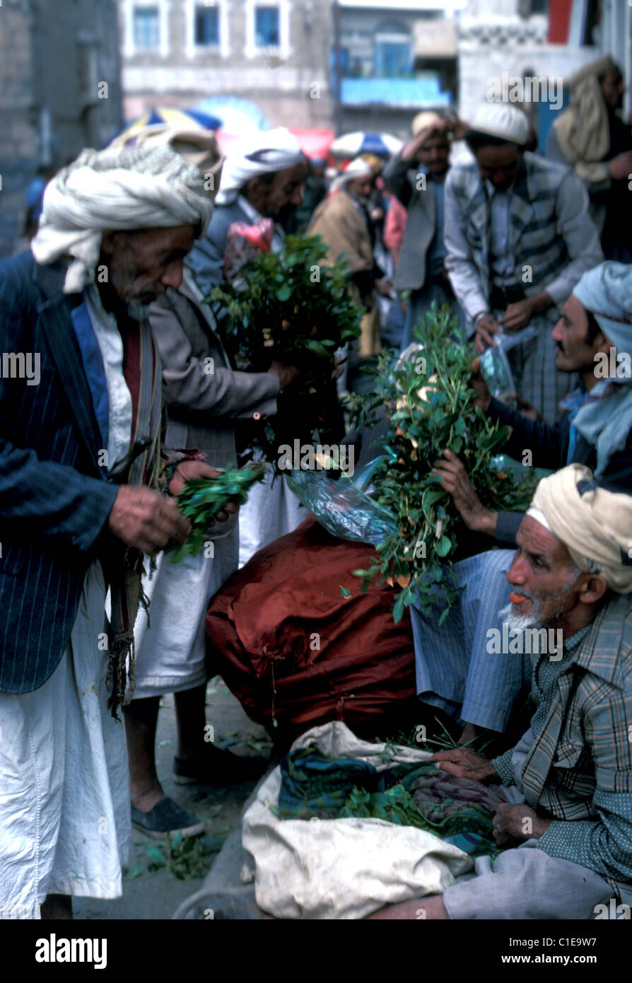 Qat leaves hi-res stock photography and images - Alamy
