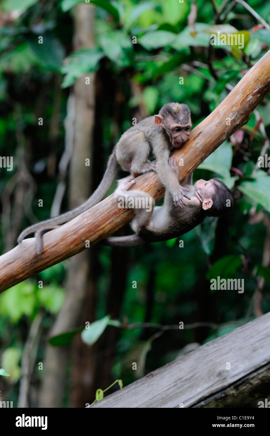 Macaca fascicularis Long-tailed Macaque monkey Kinabatangan River Sabah ...
