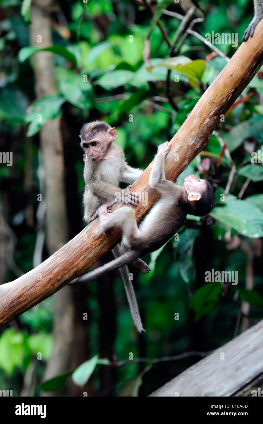 Monkey play hi-res stock photography and images - Alamy