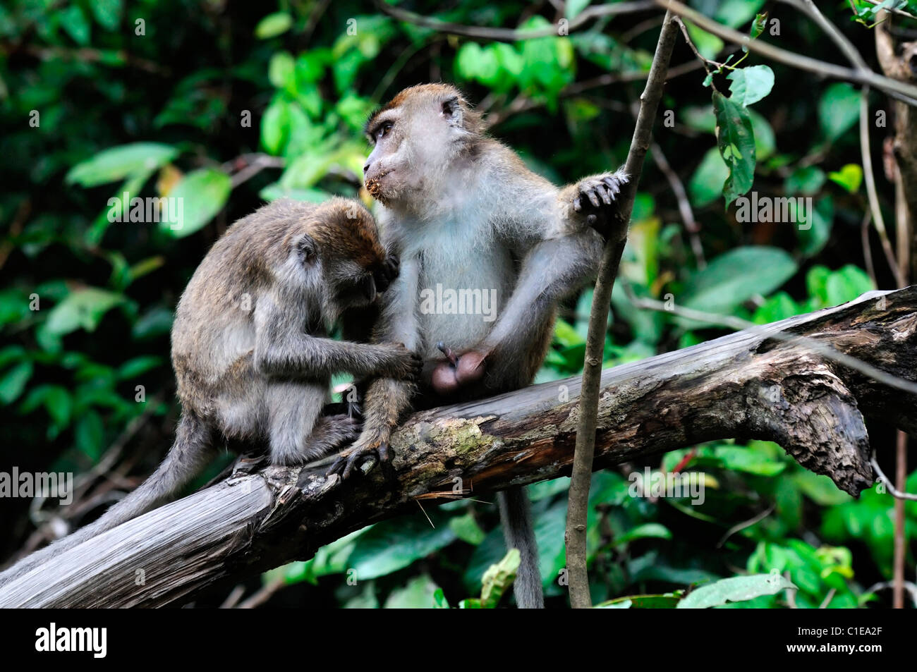 Macaca fascicularis Long-tailed Macaque monkey Kinabatangan River Sabah ...