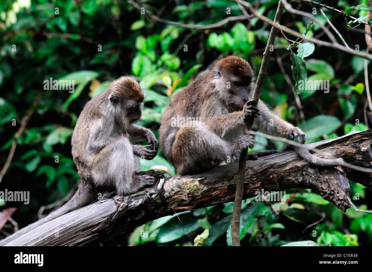Macaca fascicularis Long-tailed Macaque monkey Kinabatangan River Sabah ...