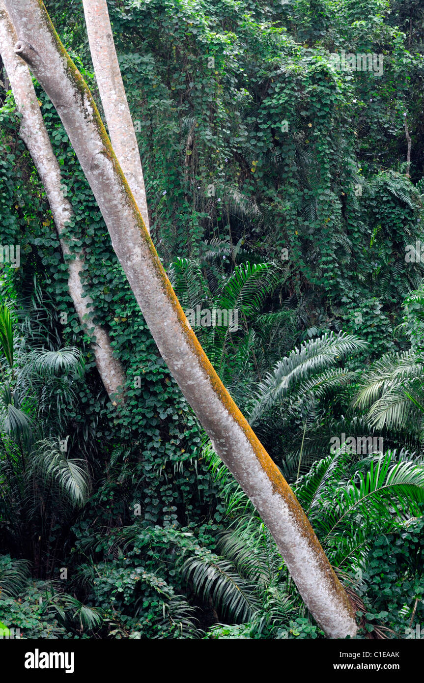 jungle tropical forest along the Kinabatangan River Sabah, malaysian ...
