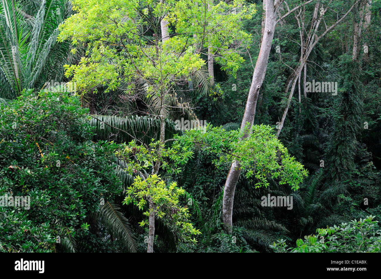 jungle tropical forest along the Kinabatangan River Sabah, malaysian ...