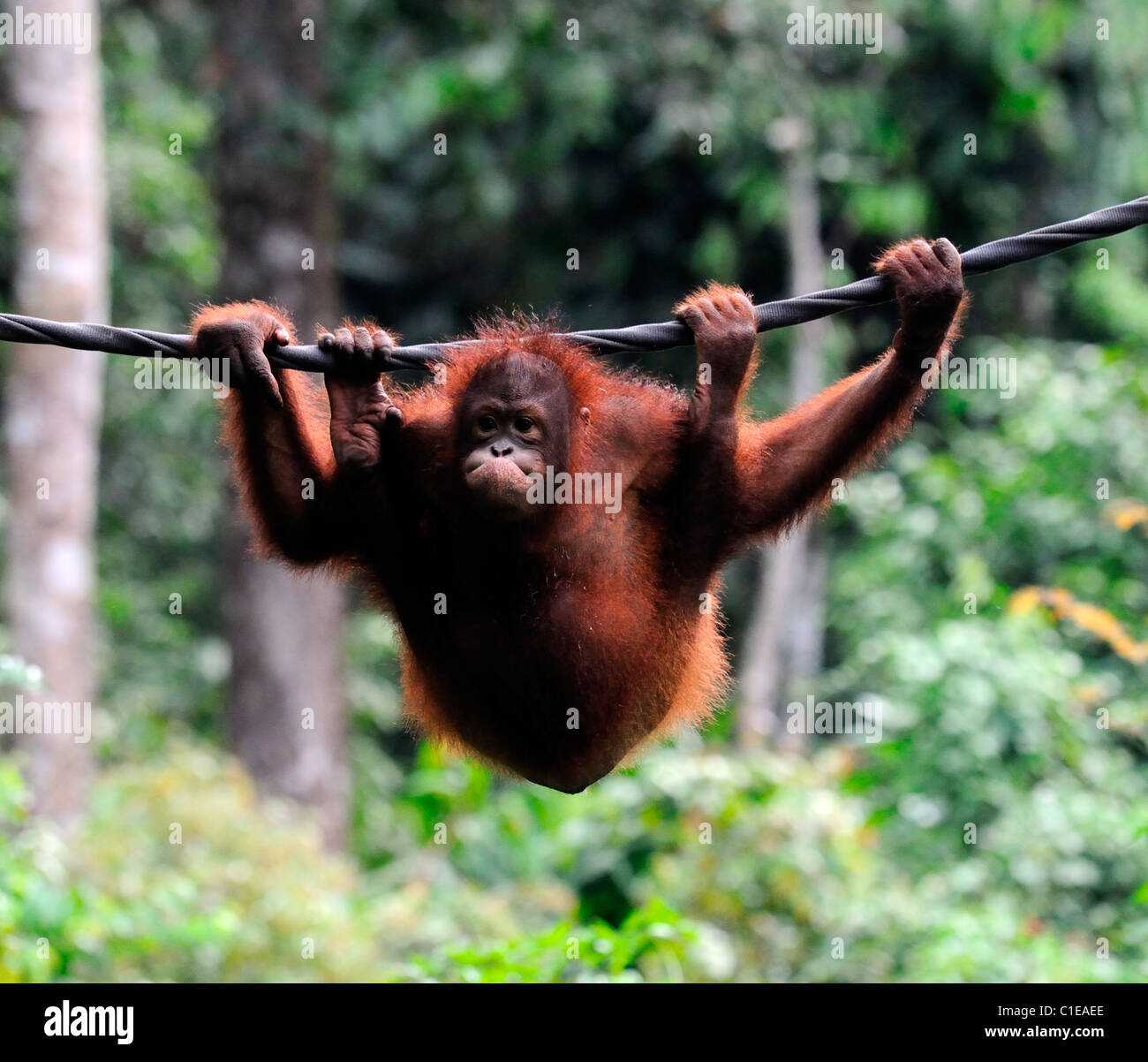 One single lone Young Orangutan Pongo pygmaeus playing pulling faces ...