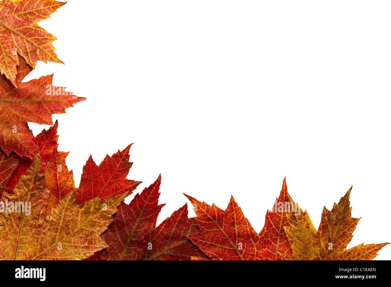 Maple Leaves Background