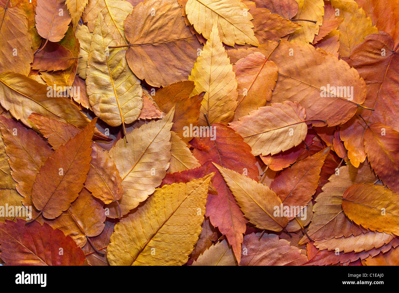 American beech tree hi-res stock photography and images - Alamy
