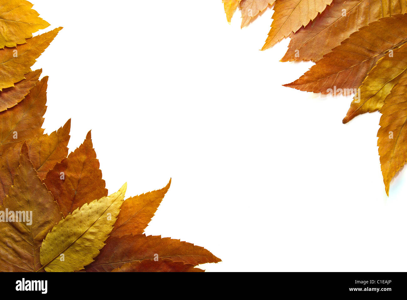 American Beech Tree Autumn Leaves Background in the Fall 2 Stock Photo ...