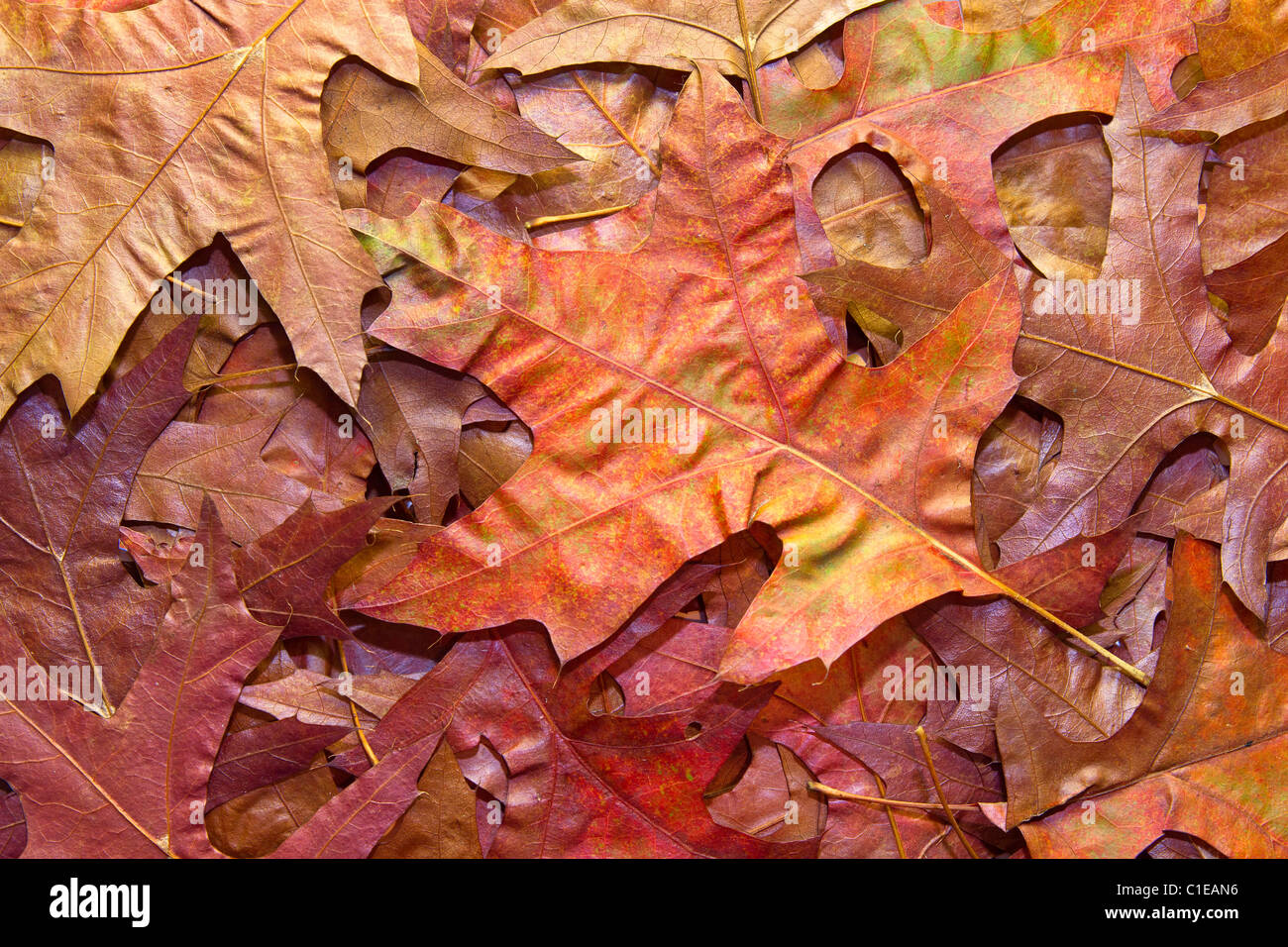 Oak tree leaves veins hi-res stock photography and images - Alamy