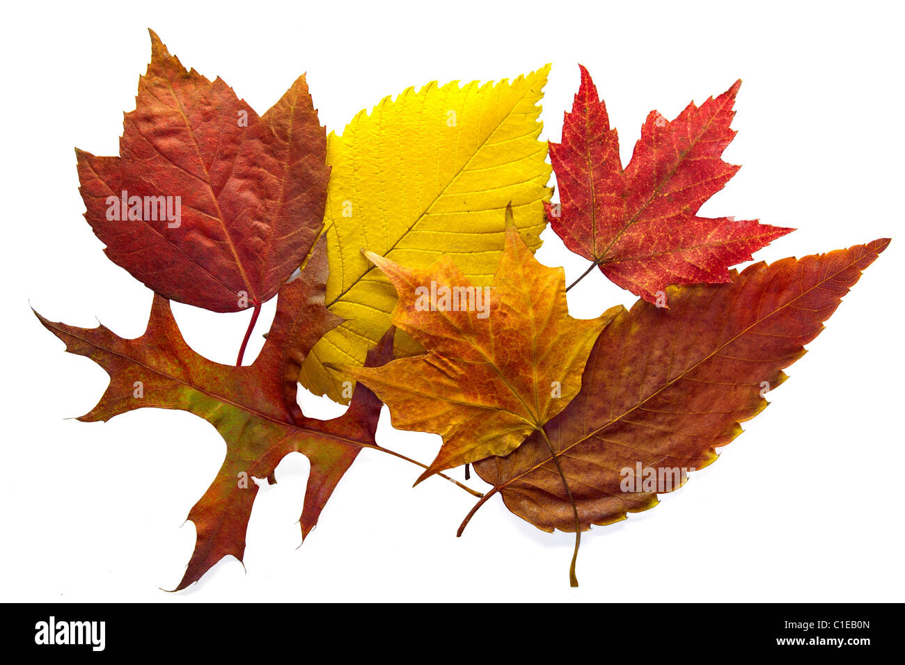 Red yellow autumn leaves frame Cut Out Stock Images & Pictures - Alamy