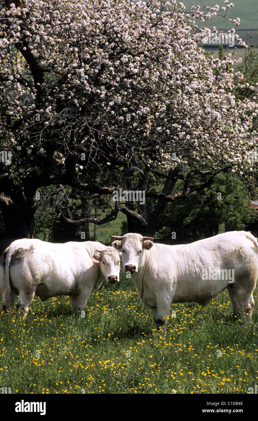 France, Saone et Loire, Brionnais region, charolais cattle breeding ...