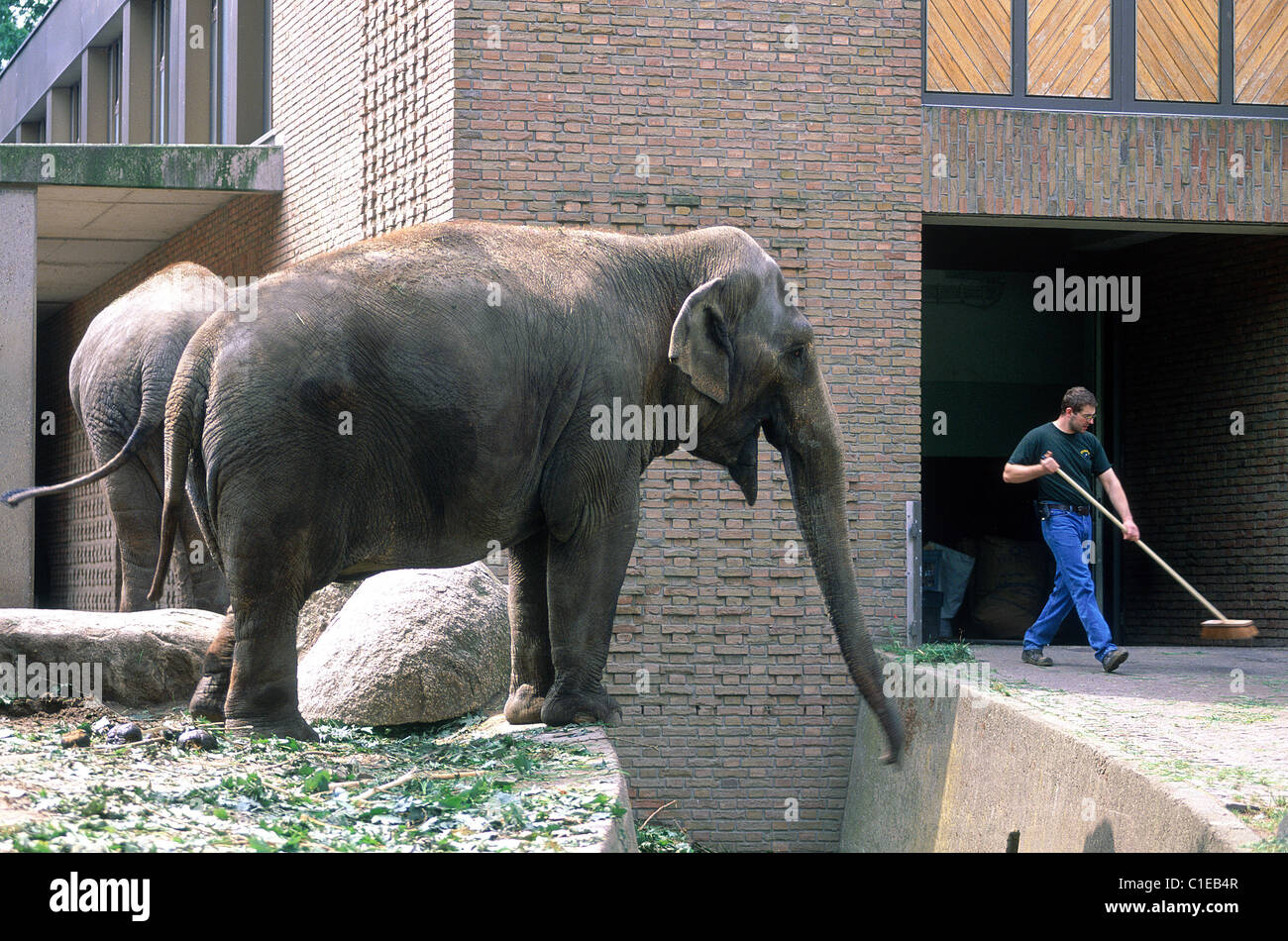 Germany, Berlin, zoo, Elephant and employee cleaning up Stock Photo - Alamy