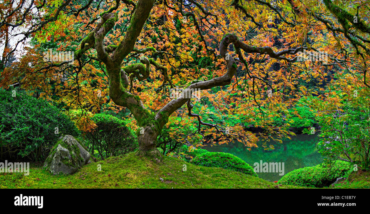 Old Japanese Red Lace Leaf Maple Tree in Autumn Panorama 2 Stock Photo ...