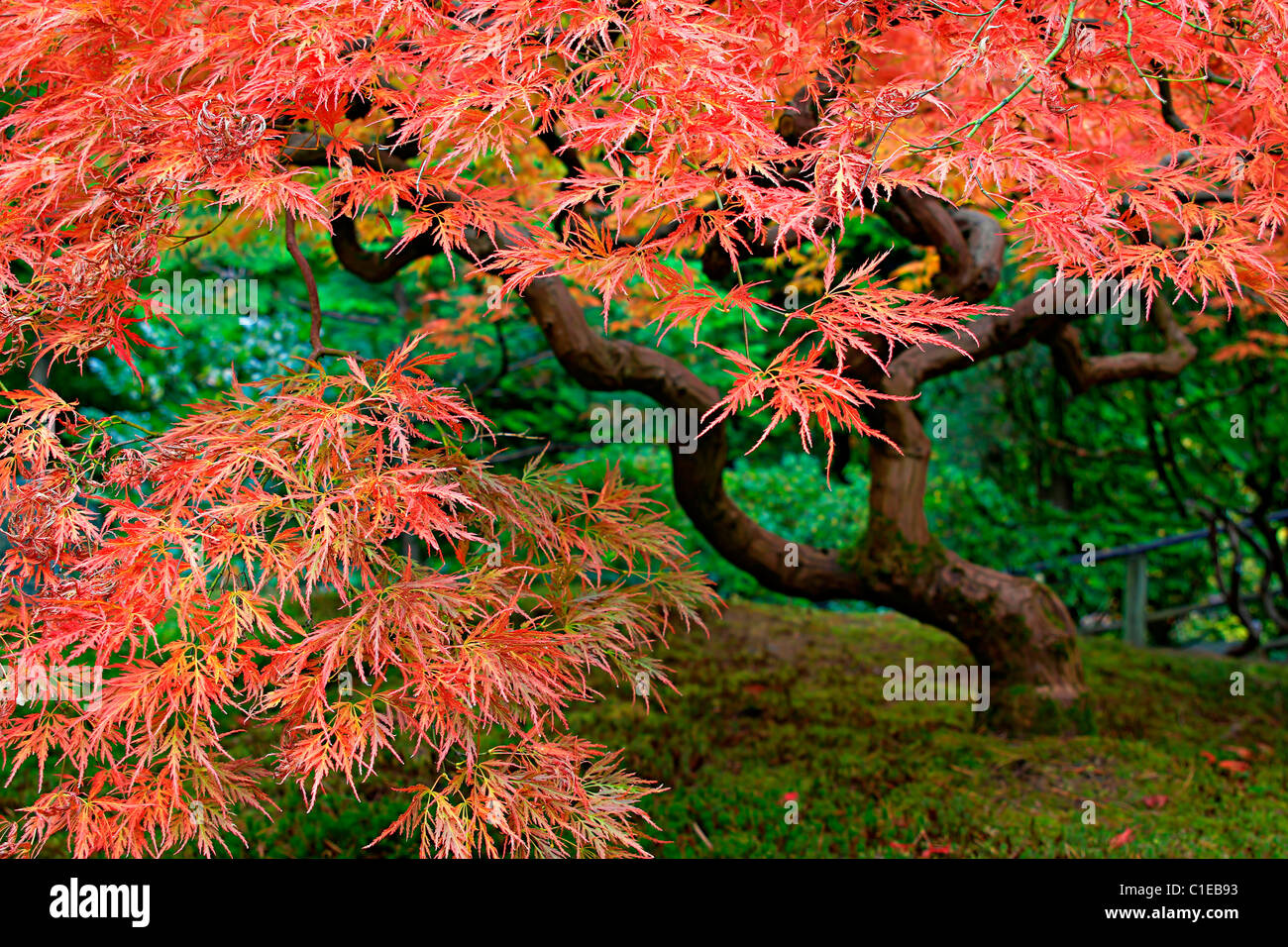 Old Japanese Red Lace Leaf Maple Tree in Autumn 2 Stock Photo - Alamy