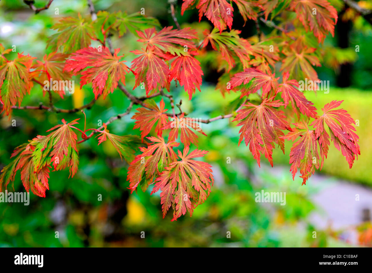 Maple Tree in Fall Colors at Portland Japanese Garden Stock Photo - Alamy