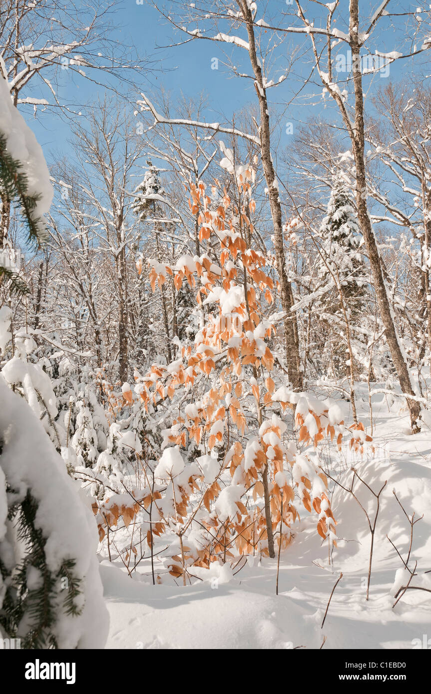 Snowing snowstorm hi-res stock photography and images - Alamy