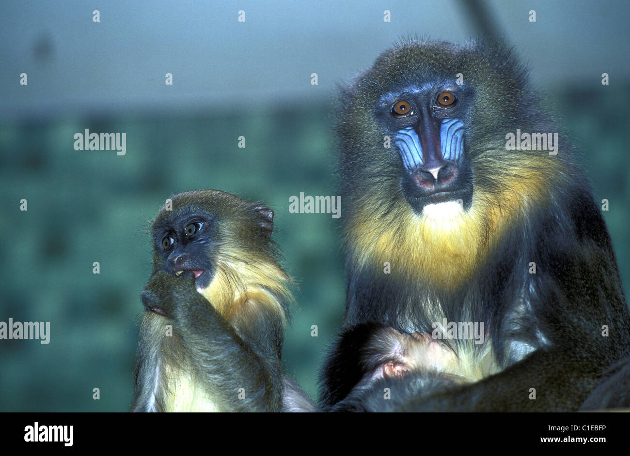 Germany, Berlin, monkeys Stock Photo - Alamy