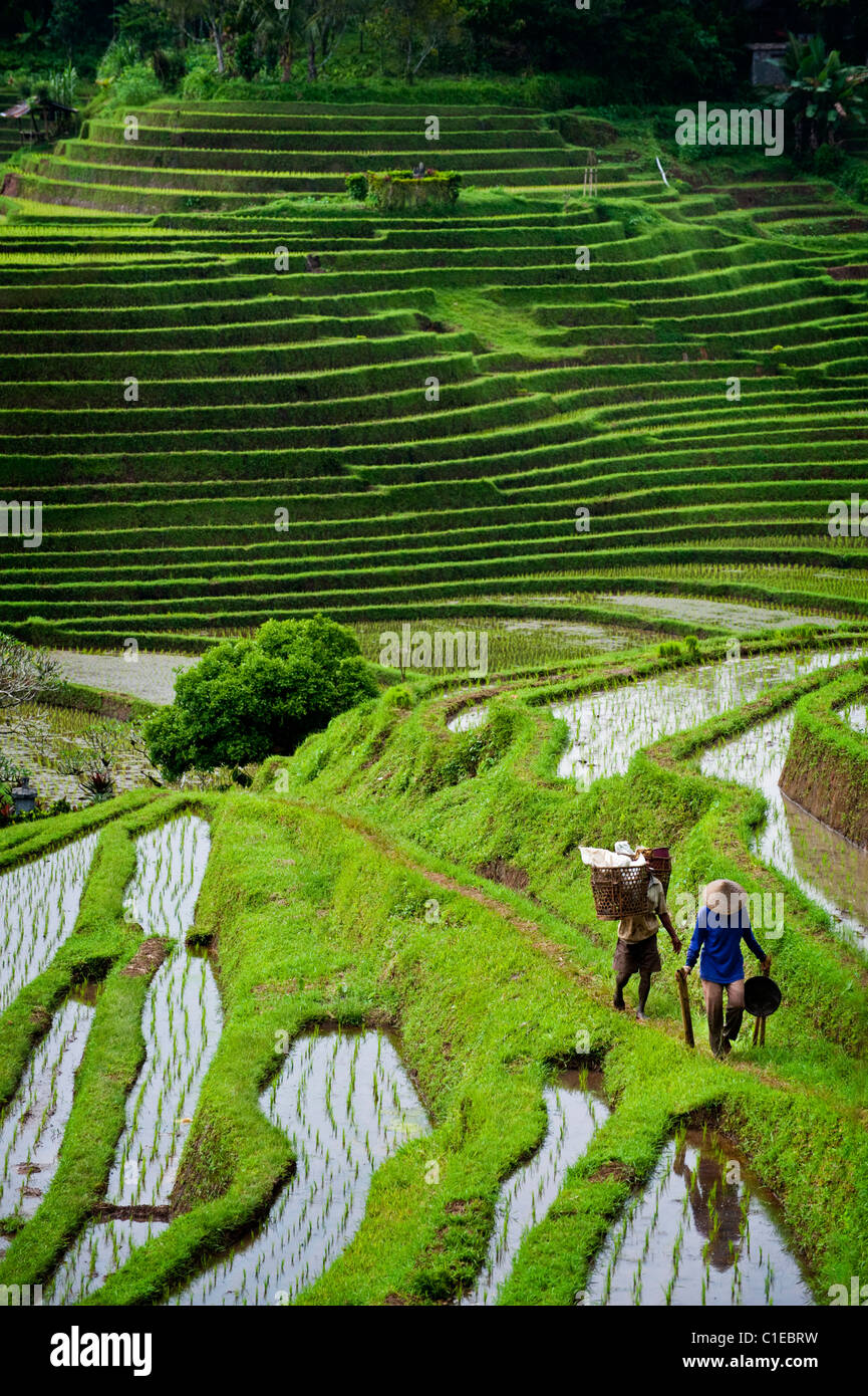 Workers plant a new rice crop in Belimbing, Bali, Indonesia, in ...