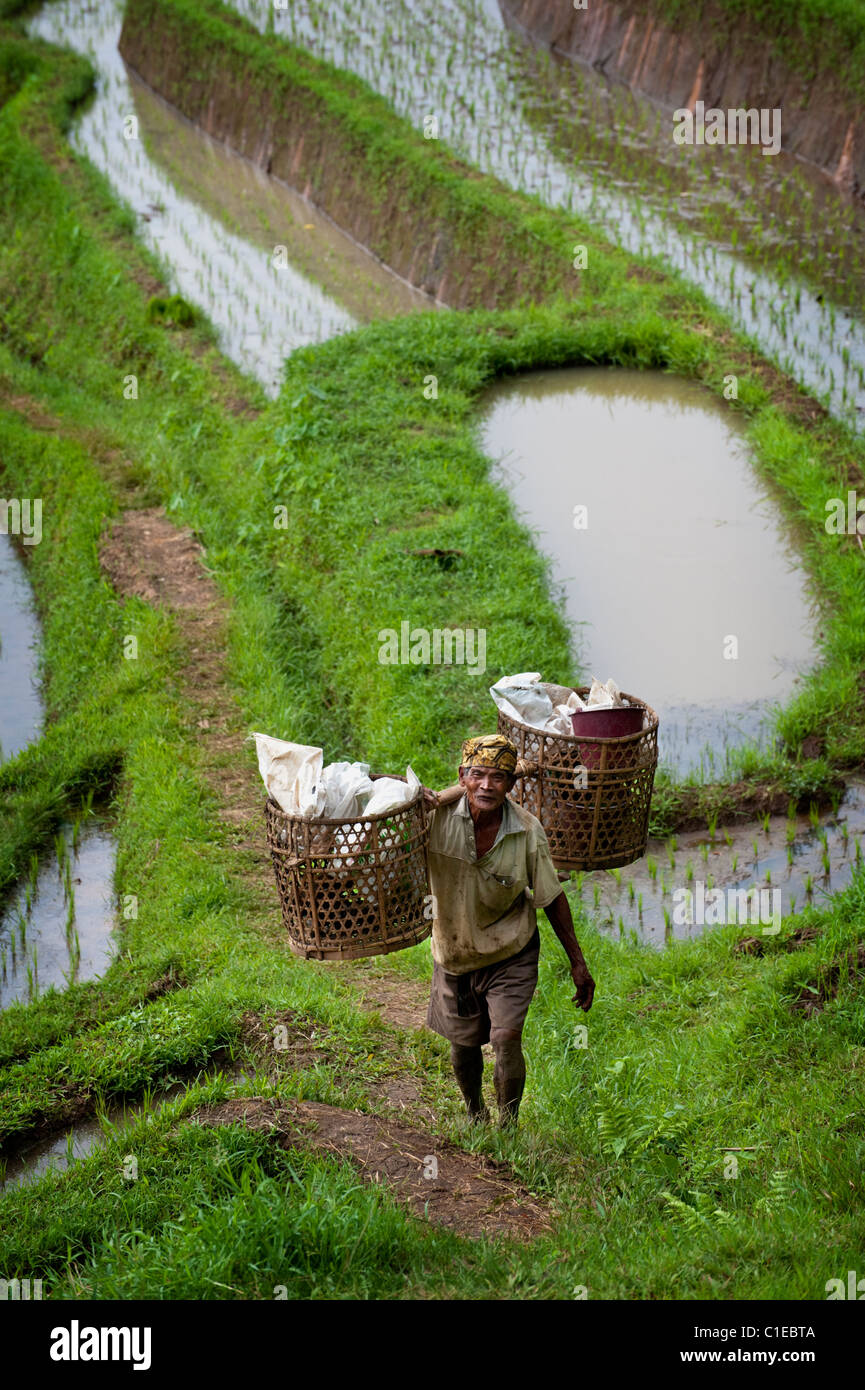 A older rice field worker climbs the terraced hillside to plant a new ...