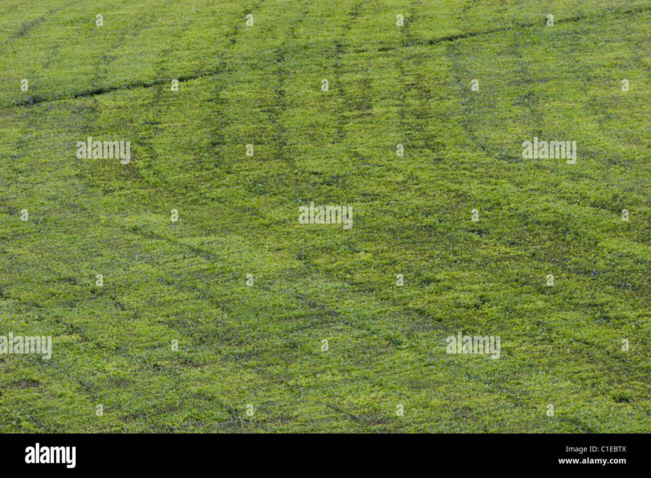 tea fields Uganda Africa green rows farm farming tea bushes Stock Photo ...
