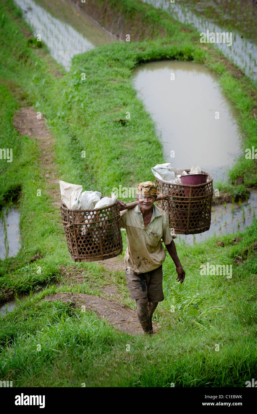 A older rice field worker climbs the terraced hillside to plant a new ...