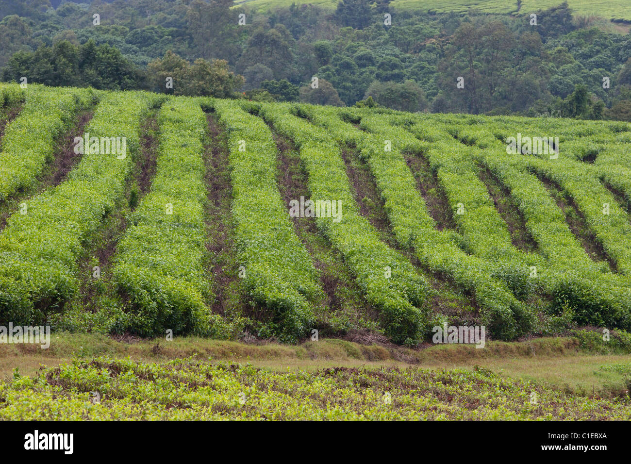 tea fields Uganda Africa green rows farm farming tea bushes Stock Photo ...