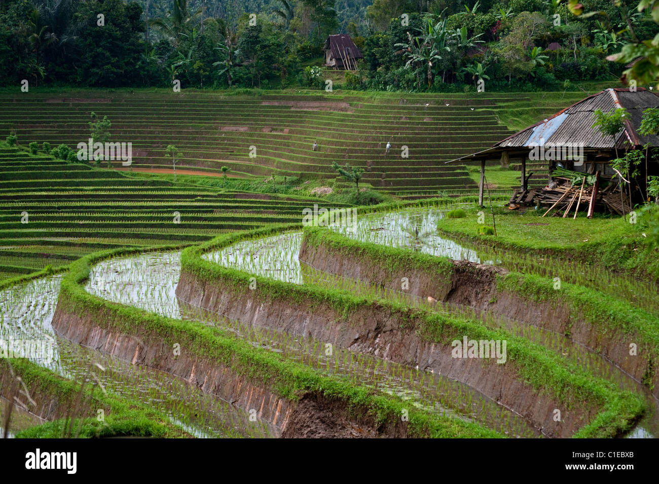 Field workers plant a new rice crop by hand in the beautiful and ...
