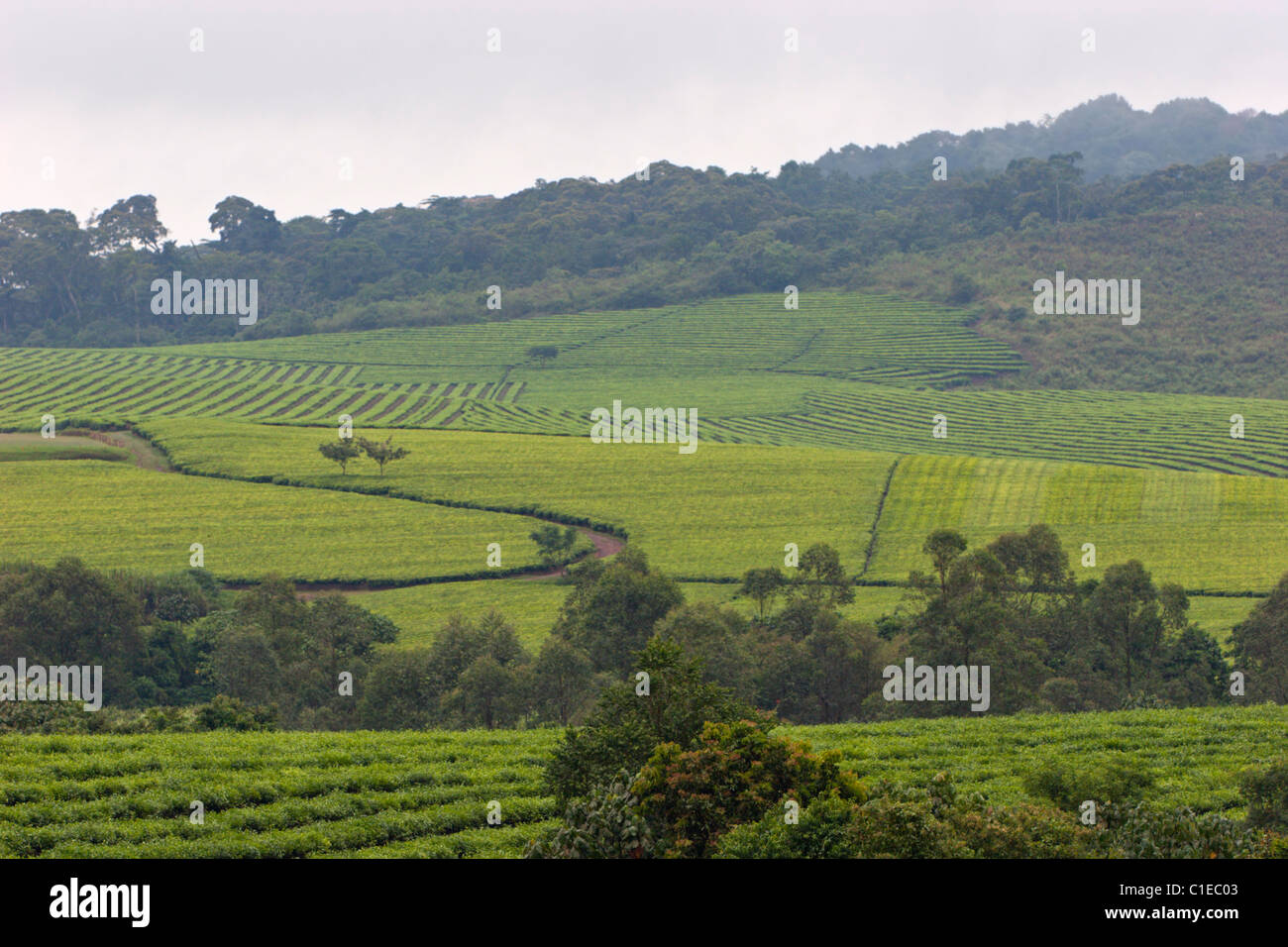 tea fields Uganda Africa green rows farm farming tea bushes Stock Photo ...