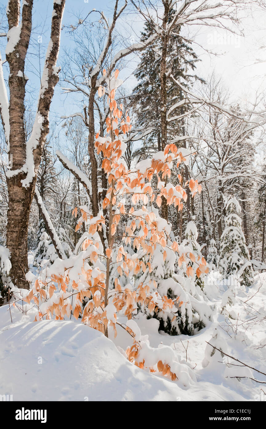 winter scenes after snow storm in Quebec, Canada Stock Photo - Alamy
