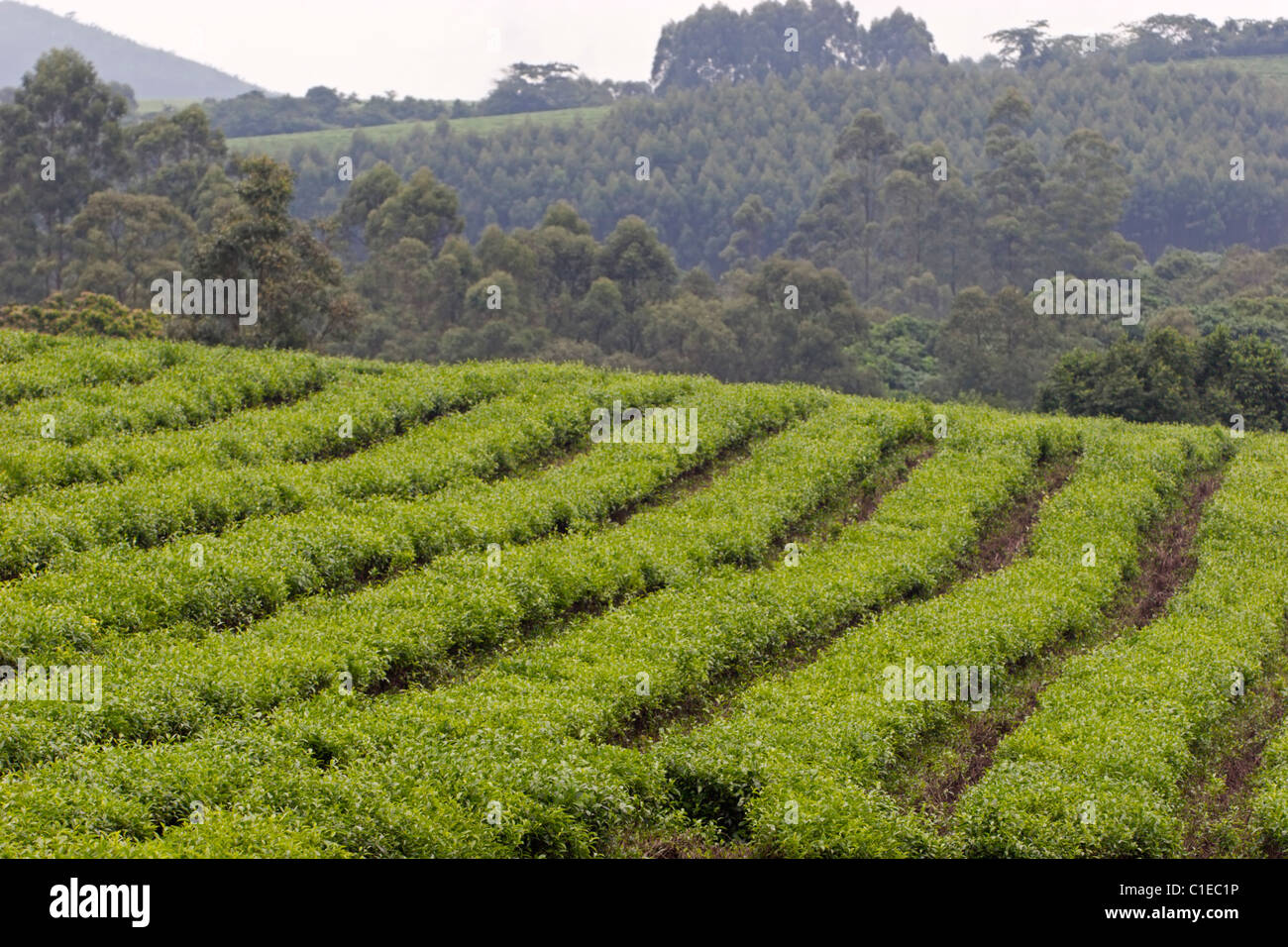 tea fields Uganda Africa green rows farm farming tea bushes Stock Photo ...