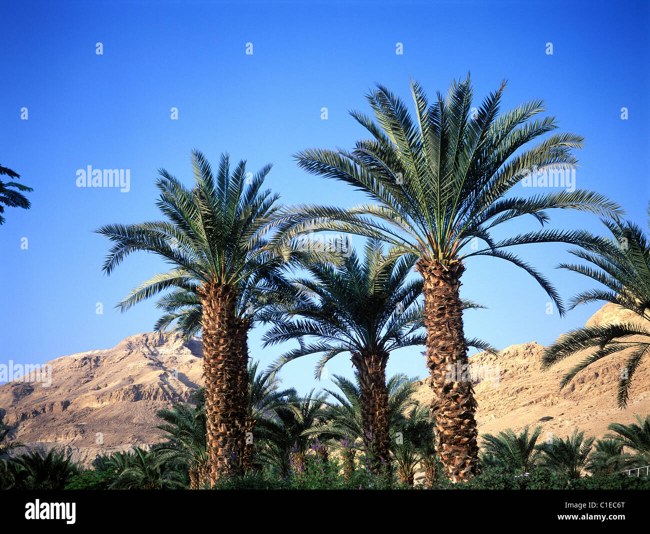 Israel, Dead Sea, palm trees of the oasis of Guedi d'Ein Stock Photo ...