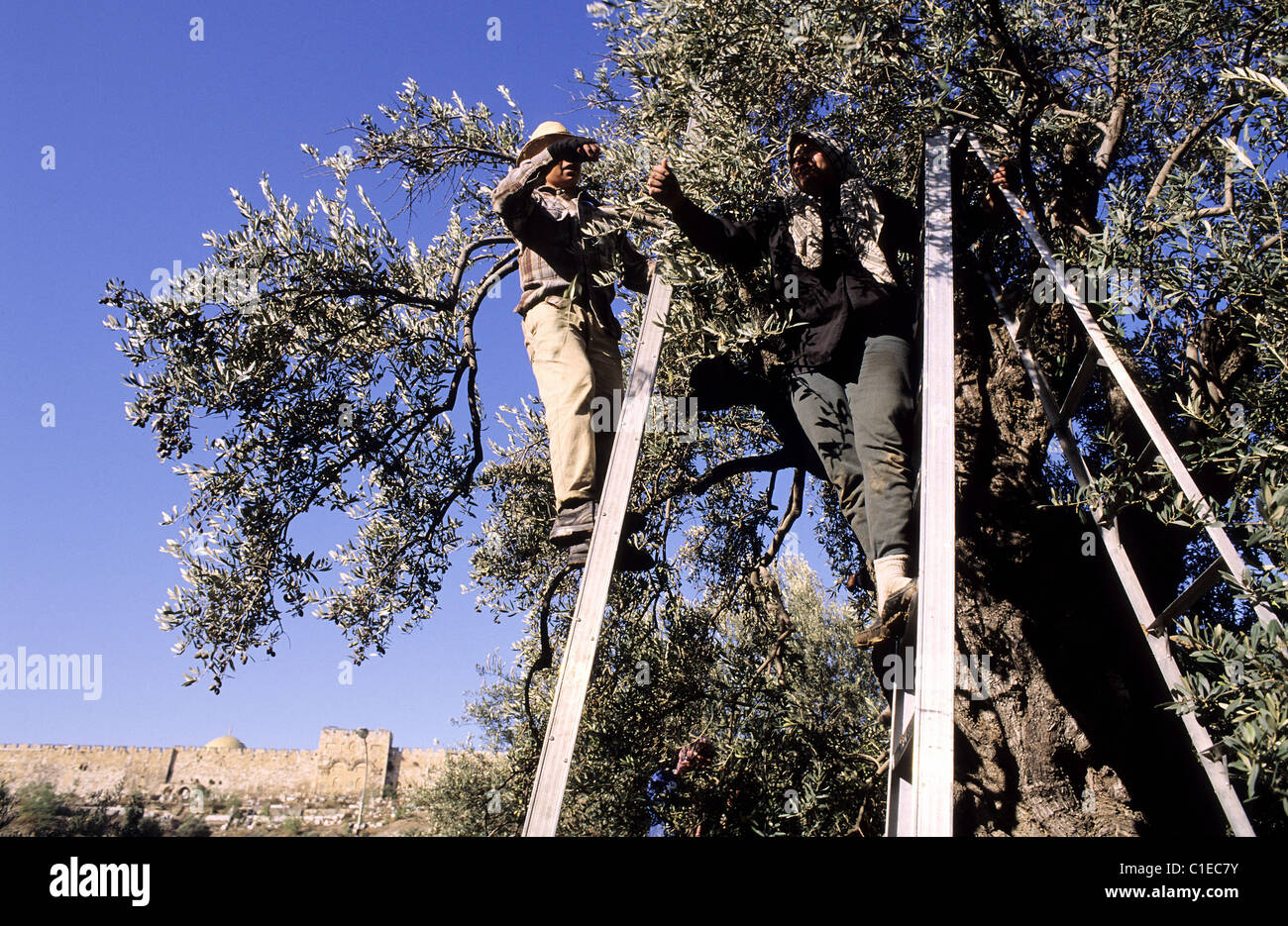 Israel, Jerusalem, holy city, olive trees Stock Photo - Alamy