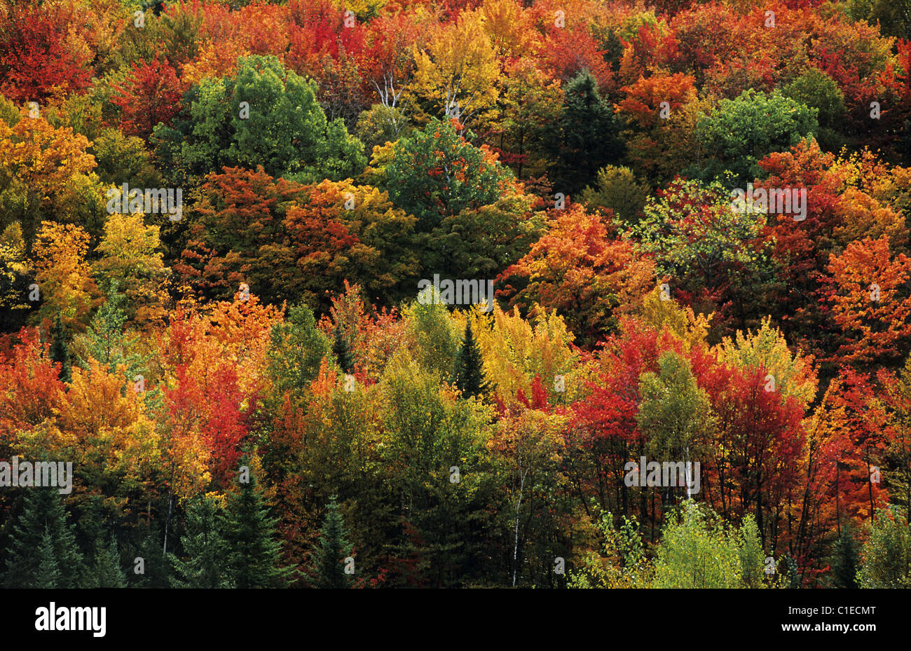 Canada, Quebec Province, Saint Ubalde forest, flashover of colors ...