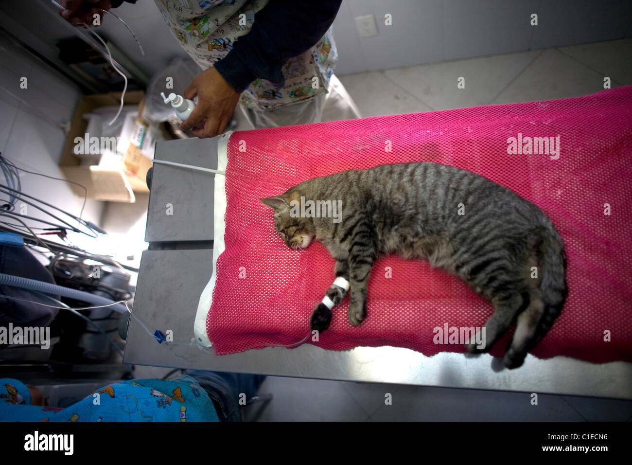 Emergency Room Cat Emergency Vet In Charlotte, NC | Carmel Road Animal