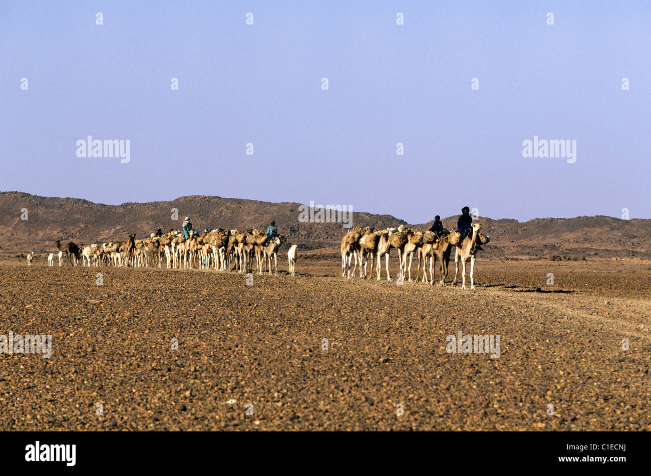 Niger, Sahara, camels caravan carrying the salt of Fachi and Bilma to ...