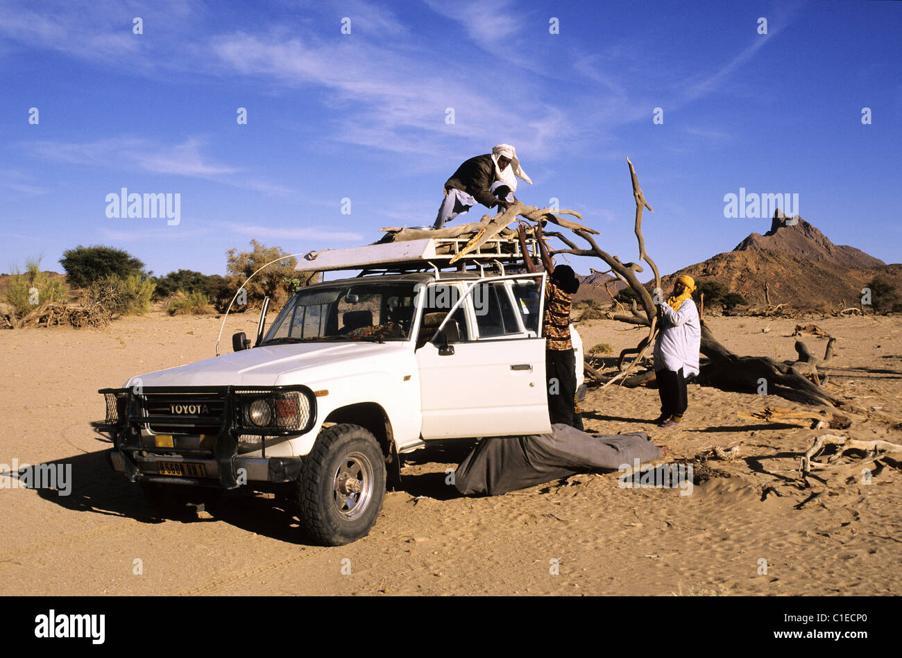Niger, Sahara, Tenere desert, gathering wood in the Air region at the ...
